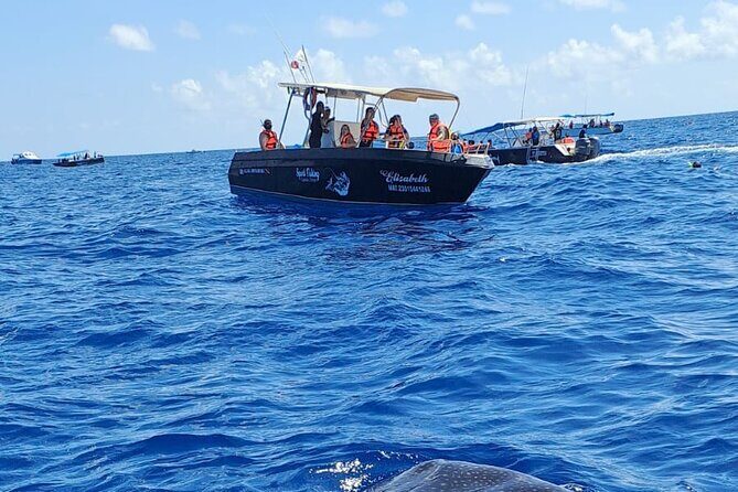 Snorkel and Swimming with Whale Shark in Cancun - The Itinerary Breakdown: What to Expect