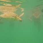 Snorkel Around Turtles in Akumal and Underground Cenote - What’s Included and What to Expect