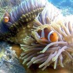 Snorkel the Beautiful Blue Lagoon - The Itinerary in Detail