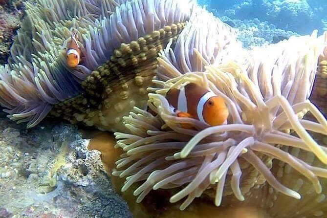 Snorkel the Beautiful Blue Lagoon - The Itinerary in Detail