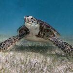 Snorkeling Adventure Swim with Sea Turtles at Akumal - What Makes This Tour Special?