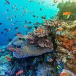 Snorkeling Adventure with East Nusa Penida Tour All Inclusive - Gamat Bay and Manta Bay Snorkeling