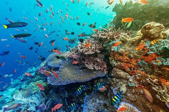 Snorkeling Adventure with East Nusa Penida Tour All Inclusive - Gamat Bay and Manta Bay Snorkeling