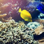 Snorkeling Blue Lagoon with Guide & Gate Heaven Temple - Who Will Love This Tour?