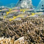 Snorkeling in Pigeon Island from Nilaveli - Considerations and Practicalities