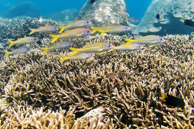 Snorkeling in Pigeon Island from Nilaveli - Considerations and Practicalities