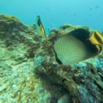 Snorkeling in Talawila St. Anne's Reef - What Makes This Snorkeling Tour Special?