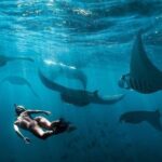 Snorkeling Manta Ray Safari in Nusa Penida - Who Will Love This Tour?