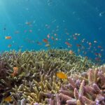 Snorkeling Nusa Penida and Island Tour Package - Practical Considerations & Tips for Travelers