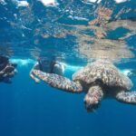 Snorkeling Tour In Gili Islands Pick Up From Lombok Or Gili - What Makes This Tour Stand Out