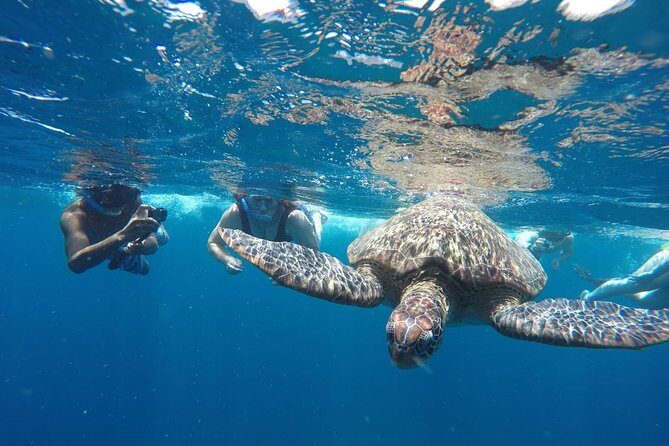 Snorkeling Tour In Gili Islands Pick Up From Lombok Or Gili - What Makes This Tour Stand Out
