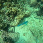 Snorkeling Trip To Angel Rock - What Travelers Say