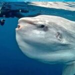 Snorkeling Trips with Manta Ray from Nusa Lembongan - Final Thoughts