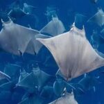 Snorkeling with Mobulas in La Ventana Bay Round trip from La Paz - The Sum Up