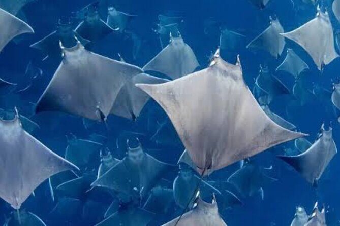 Snorkeling with Mobulas in La Ventana Bay Round trip from La Paz - The Sum Up