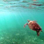 Snorkeling with Turtles and Cenote Tour from Riviera Maya - Authenticity and Value: What Travelers Are Saying