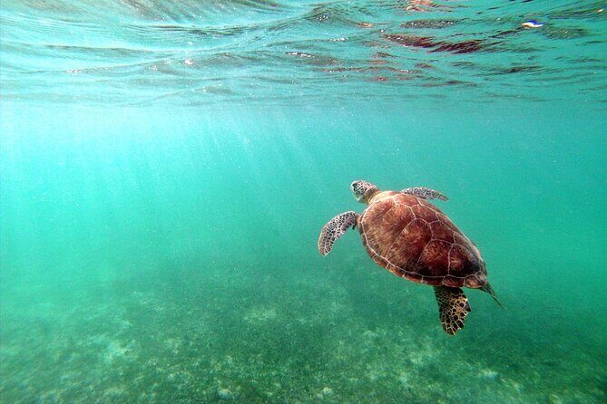Snorkeling with Turtles and Cenote Tour from Riviera Maya - Authenticity and Value: What Travelers Are Saying