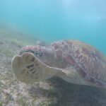 Snorkeling with Turtles in Mirissa - Authentic Experiences and Honest Insights