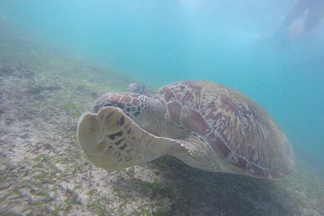 Snorkeling with Turtles in Mirissa - Authentic Experiences and Honest Insights