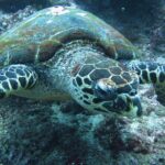 Snorkelling in Padang Bai - Why This Tour Delivers Value