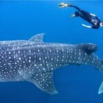 Snorkling with whale shark in teluk saleh min 2 person - The Itinerary Breakdown: Walking Through the Day