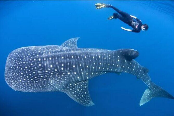 Snorkling with whale shark in teluk saleh min 2 person - The Itinerary Breakdown: Walking Through the Day