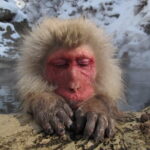 Snow Monkey and Shibu Onsen Afternoon Group Tour from Myoko Kogen - The Value Proposition