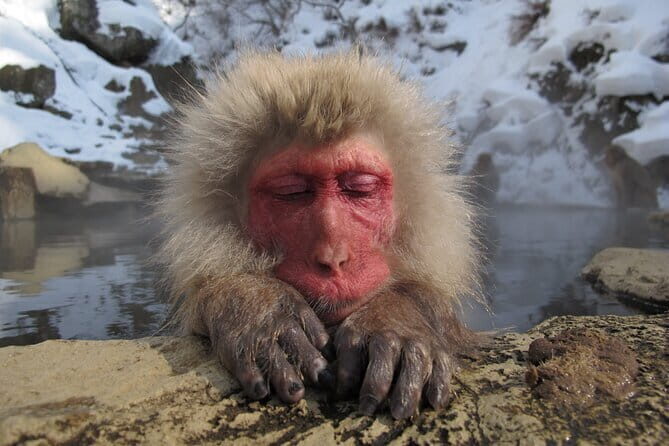 Snow Monkey and Shibu Onsen Afternoon Group Tour from Myoko Kogen - The Value Proposition