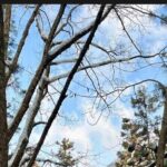 Snow Monkey Nagano Day Tour by Car English Driver in Person Guide - The Detailed Breakdown of the Itinerary