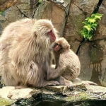 Snow Monkey Nagano One Day Private Tour with English Guide. - An In-Depth Look at the Nagano Private Tour
