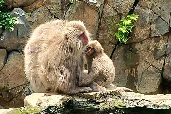 Snow Monkey Nagano One Day Private Tour with English Guide. - An In-Depth Look at the Nagano Private Tour