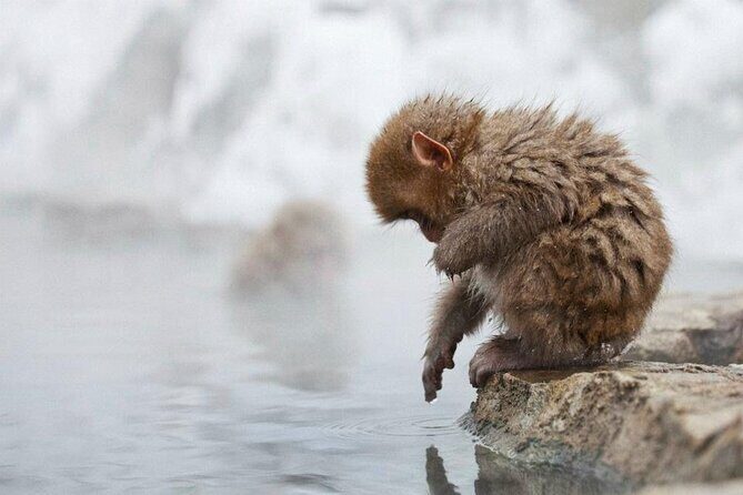 Snow Monkey Park & Zenkoji Temple Nagano Pvt. Full Day Tour. - Final thoughts
