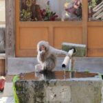 Snow Monkey & Shibu Onsen Afternoon Tour (Depart: Iiyama & Nozwa) - Frequently Asked Questions