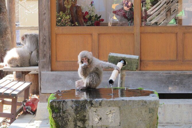 Snow Monkey & Shibu Onsen Afternoon Tour (Depart: Iiyama & Nozwa) - Frequently Asked Questions