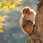 Snow Monkeys Park Tour and Ebisu-ko Fireworks Fest in Nagano - Why This Tour Works for Travelers