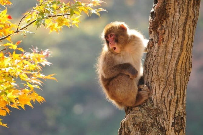 Snow Monkeys Park Tour and Ebisu-ko Fireworks Fest in Nagano - Why This Tour Works for Travelers