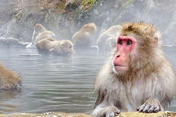 Snow Monkeys Sake Tasting Zenko-ji and Monzen Terrace Lunch - Monzen Terrace Enya: Savoring Nagano’s Culinary Heritage