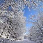 Snowshoe Hike Tour from Sapporo - Detailed Breakdown of the Itinerary