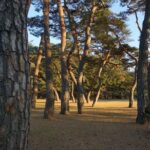 Songnisan National Park & Beopjusa Temple UNESCO site Private Tour - Detailed Breakdown of the Itinerary