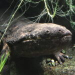 Soni Highlands Eco Adventure and Giant Salamanders From Nagoya - Practical Details and What to Expect