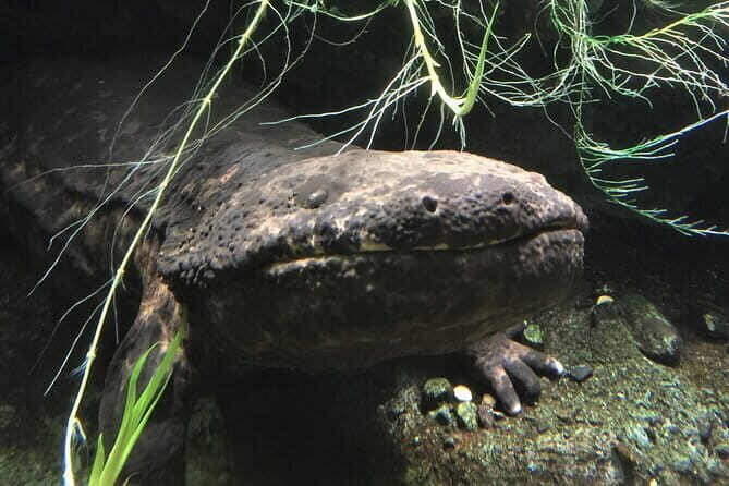 Soni Highlands Eco Adventure and Giant Salamanders From Nagoya - Practical Details and What to Expect