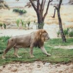 South Hoi An River Safari With Candle-lit Beach Dinner - Frequently Asked Questions (FAQs)