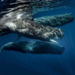 Southern Sri Lanka: Sea, Sand & Marine Life 2-Day Tour - What Makes This Tour Stand Out?