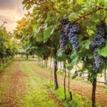 Special Chianti Afternoon Wine Tour from Florence - Why This Tour Offers Good Value