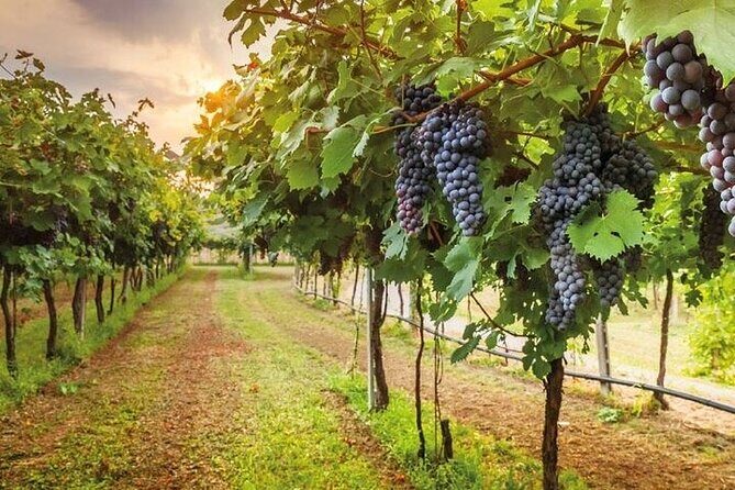 Special Chianti Afternoon Wine Tour from Florence - Why This Tour Offers Good Value