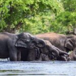 Special Half Day Yala Safari with Guide - Who Is This Tour Best For?