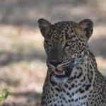 Special Leopard Safari Tour in Yala National Park by Malith & the team - Concluding Thoughts
