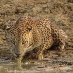 Special leopards safari Yala National park - 04.30 am to 11.30 am - Wildlife Diversity