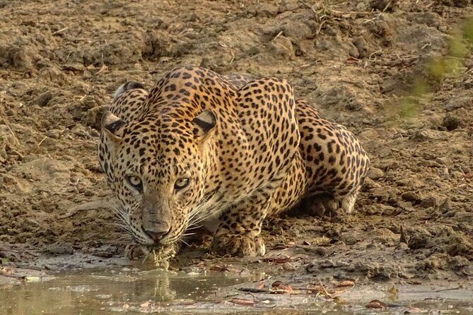 Special leopards safari Yala National park - 04.30 am to 11.30 am - Wildlife Diversity