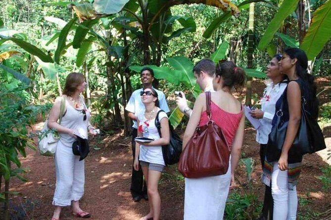 Spice Tour And Home-Cooked Goan Lunch At An Organic Plantation - Visiting the Organic Plantation: What Makes it Special?